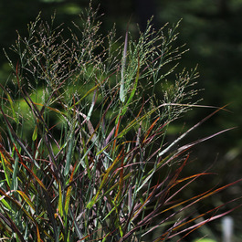 Hot Rod Switch Grass, Panicum virgatum 'Hot Rod' PP #26,074, Monrovia Plant