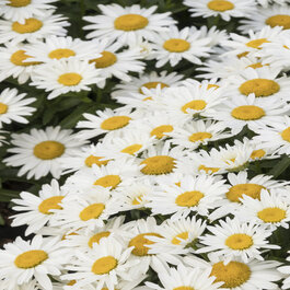 Shortstop™ Shasta Daisy, Leucanthemum hybrid 'TNLEUS' PP #31,456