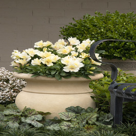 Colorita® Claire® Peruvian Lily, Alstroemeria x 'Zapriclair' PP #25,588