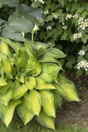 Paradigm Hosta, Hosta x 'Paradigm', Monrovia Plant