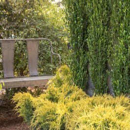 Sea of Gold® Juniper, Juniperus x pfitzeriana 'Monsan', Monrovia Plant