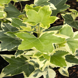 Angyo Star Tree Ivy, x Fatshedera lizei 'Angiostar', Monrovia Plant