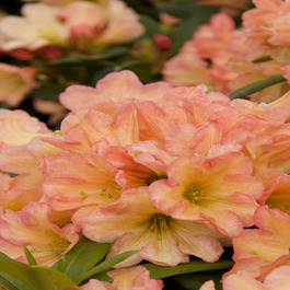 September Song Rhododendron, Rhododendron x 'September Song' (H-3)