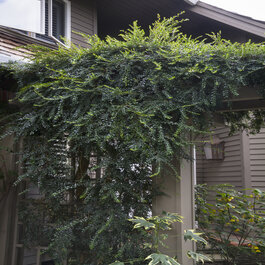 Box-Leaf Azara, Azara microphylla, Monrovia Plant