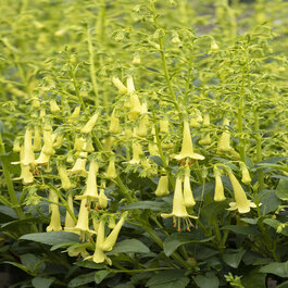 Colorburst™ Yellow Cape Fuchsia, Phygelius 'TNPHYCY' PPAF, Monrovia Plant