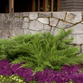 Mint Julep® Juniper, Juniperus chinensis 'Monlep', Monrovia Plant