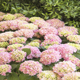 Pink Splendor™ Hydrangea, Hydrangea macrophylla 'MonPKSP', Monrovia Plant
