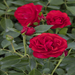 Nitty Gritty® Red Rose, Rosa x 'RUIRI0023A' PP #33,585, Monrovia Plant
