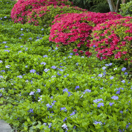 Bowles' Common Periwinkle, Vinca minor 'Bowles', Monrovia Plant