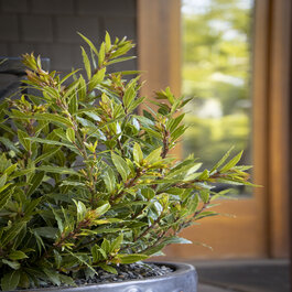 Little Ragu® Sweet Bay, Laurus nobilis 'MonRik' PP #25,915, Monrovia Plant