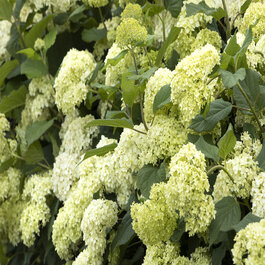 Seaside Serenade® Bar Harbor Hydrangea, Monrovia Plant