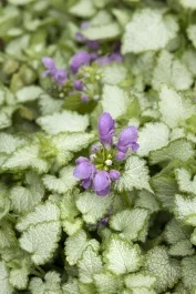 lamium orchid frist