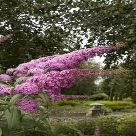 Pink Delight Butterfly Bush, Buddleja davidii 'Pink Delight'
