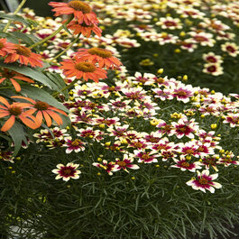 Sunstar™ Rose Coreopsis, Coreopsis verticillata 'TNCORSR' PP #30,996