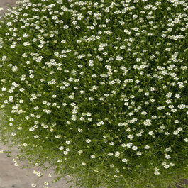 Irish Moss, Sagina subulata, Monrovia Plant