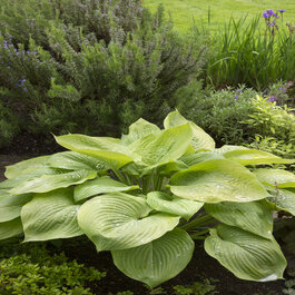 August Moon Hosta, Hosta x 'August Moon', Monrovia Plant