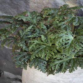 Tectonic® Eruption Begonia, Begonia lorentzonii 'DJHAP18072'