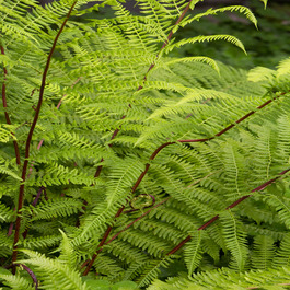lady fern us