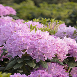 Pink Treasure Rhododendron, Rhododendron kaempferi 'Pink Treasure'