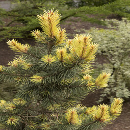 Taylor's Sunburst Lodgepole Pine, Pinus contorta 'Taylor's Sunburst'