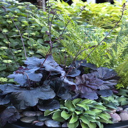 Obsidian Heuchera, Heuchera x 'Obsidian', Monrovia Plant