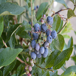 Frostberry Delight® Rabbiteye Blueberry, Monrovia Plant