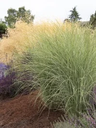 miscanthus morning light care
