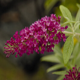 Buzz™ Hot Raspberry Butterfly Bush, Buddleja davidii 'Hot Raspberry' PPAF