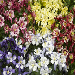Kirigami™ Mix Columbine, Aquilegia x 'Kirigami Mix', Monrovia Plant