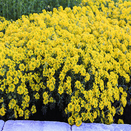 Golden Spring Alyssum, Alyssum wulfenianum 'Golden Spring' PP #25,710