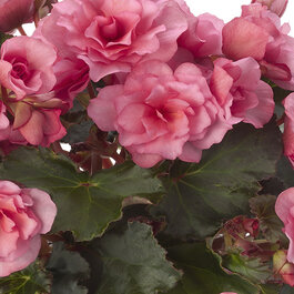Glory Pink Begonia, Begonia x hiemalis 'Glory Pink', Monrovia Plant