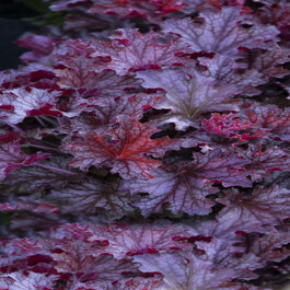 Ruby Tuesday Heuchera, Heuchera 'Ruby Tuesday', Monrovia Plant