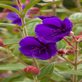 Princess Flower, Tibouchina urvilleana, Monrovia Plant