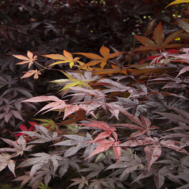 Emperor I® Japanese Maple, Acer palmatum 'Wolff', Monrovia Plant