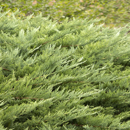 Arcadia Juniper, Juniperus sabina 'Arcadia', Monrovia Plant