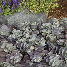 SunSparkler® Dazzleberry Sedum, Sedum hybrid 'Razzleberry' PP #22,457