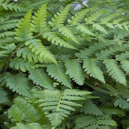 Log Fern, Dryopteris celsa, Monrovia Plant