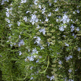 Huntington Carpet Rosemary, Rosmarinus officinalis 'Huntington Carpet'