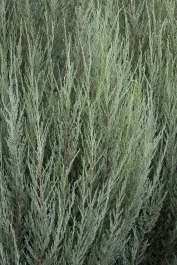 skyrocket juniper width