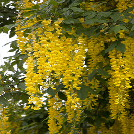 Vossi Golden Chain Tree, Laburnum x watereri 'Vossii', Monrovia Plant