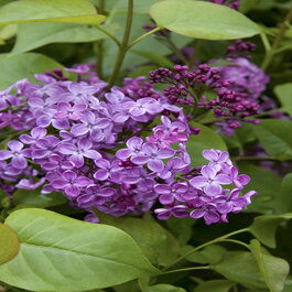 Pocahontas Canadian Lilac, Syringa x hyacinthiflora 'Pocahontas'