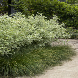 Variegated Red Twig Dogwood Cornus Alba Elegantissima Monrovia Plant