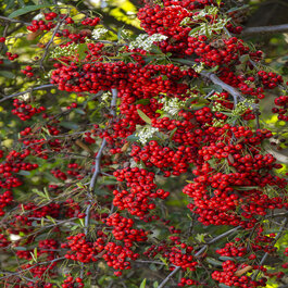Victory Pyracantha, Pyracantha koidzumii 'Victory', Monrovia Plant