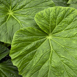Tectonic® Caldera Begonia, Begonia macrantha 'DJHAP 18001', Monrovia Plant