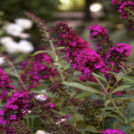 dark red buddleia