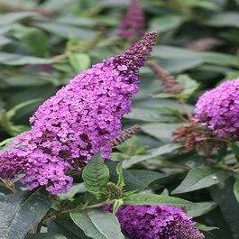 Pugster Periwinkle® Dwarf Butterfly Bush, Monrovia Plant