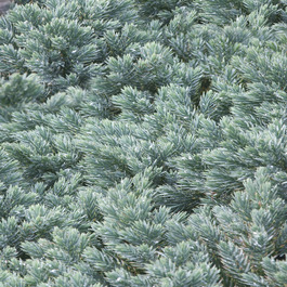 juniperus squamata floreant
