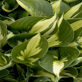 Whirlwind Hosta, Hosta x 'Whirlwind', Monrovia Plant