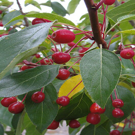 Starlite® Flowering Crabapple, Malus x 'Jeflite', Monrovia Plant