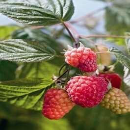 Indian Summer Raspberry, Rubus idaeus 'Indian Summer', Monrovia Plant